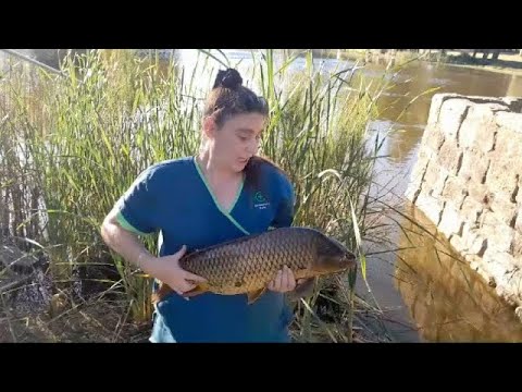 QUICK FISH RELEASING ©️ - YouTube