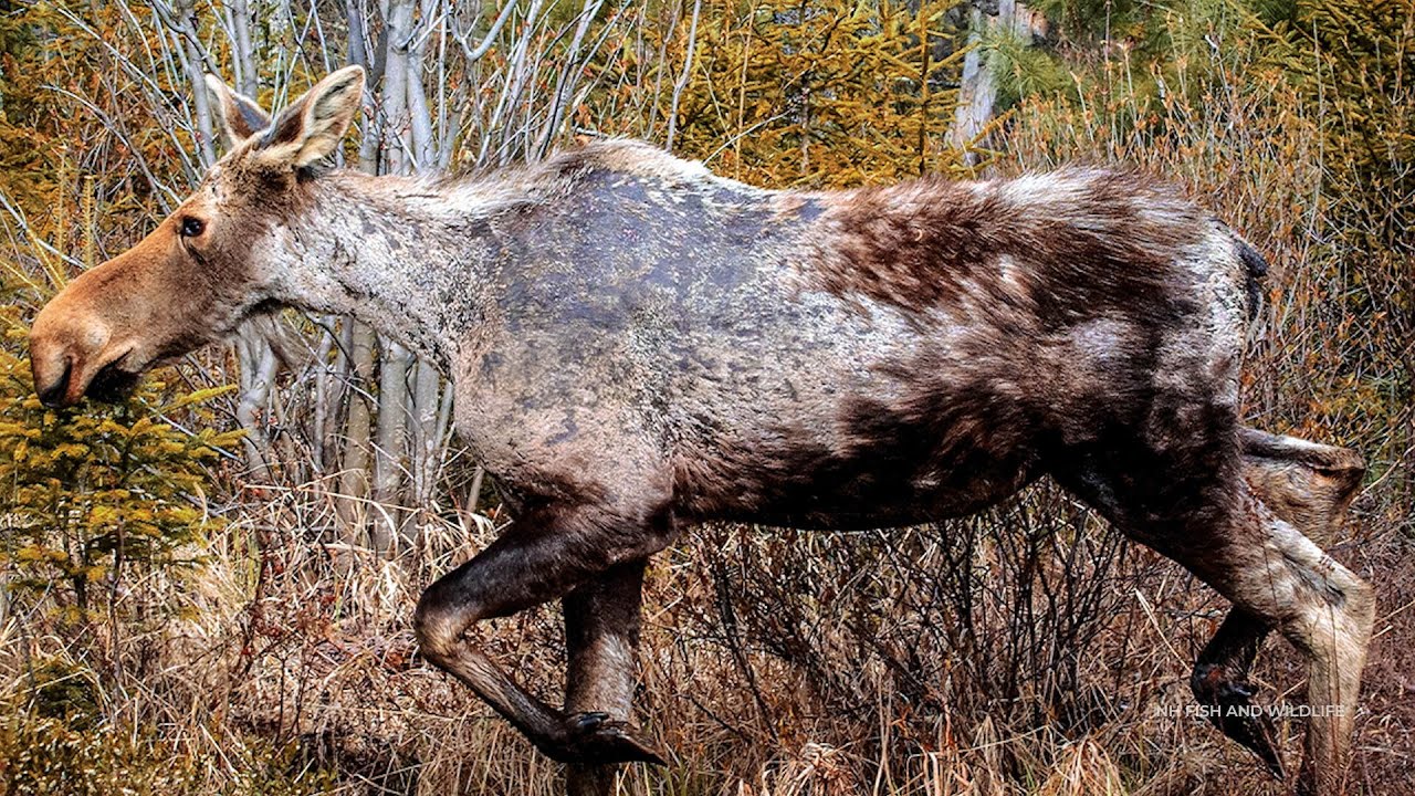 To counter winter ticks, Vermont allowing more moose hunting - YouTube