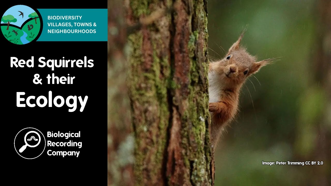 Red Squirrels and their Ecology - YouTube