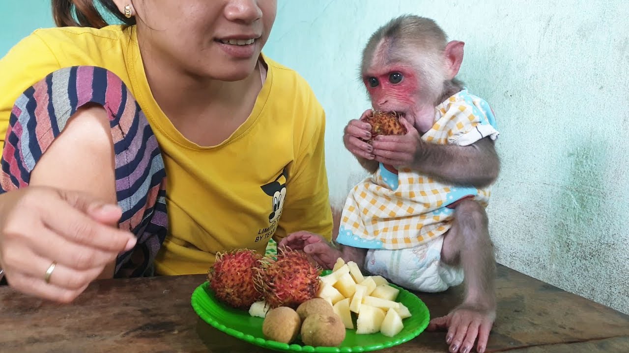 Baby monkey Bob has gradually recovered and is eating again - YouTube