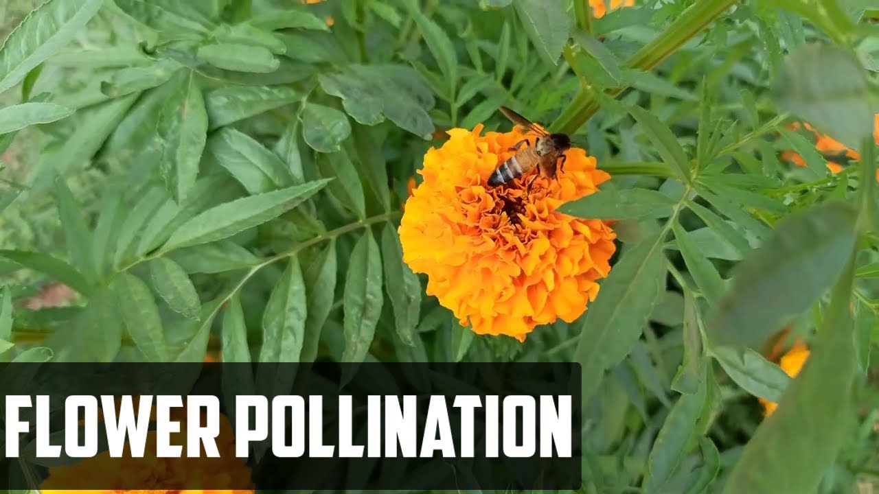 Flower pollination video | flower pollination video | Bee and flower ...
