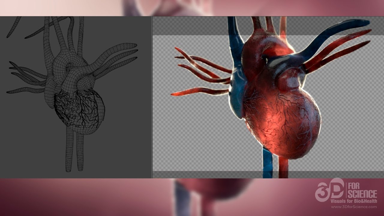 3D heart therapy animation - #MakingOff - YouTube