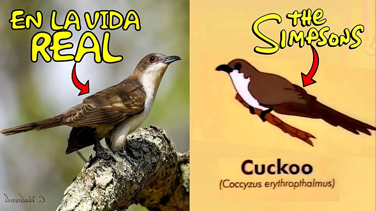 🟢El CUCU en 2 Minutos Mas o Menos │ANIMAL GO#16 - YouTube