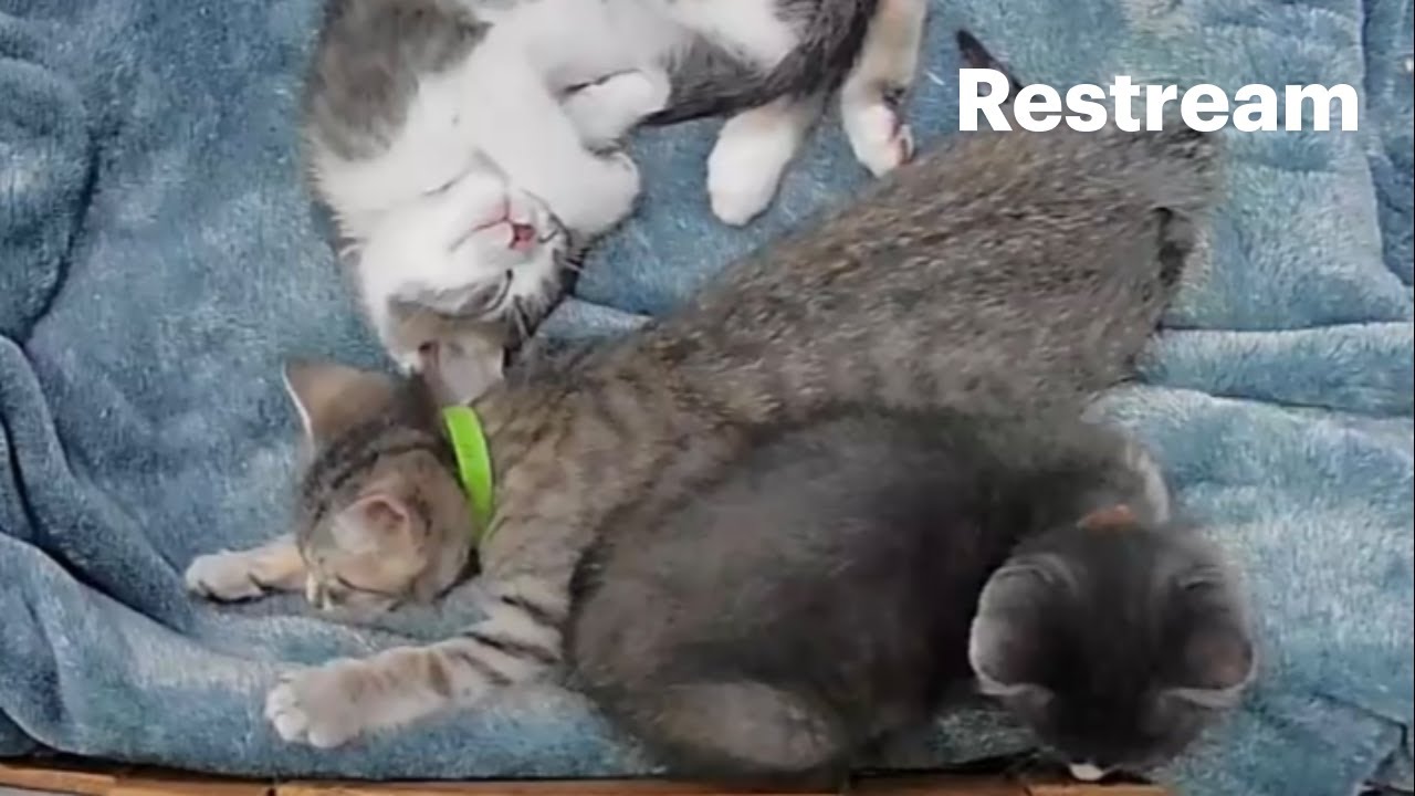 Just Kitten Around - Relax while watching kittens sleep, play and grow ...