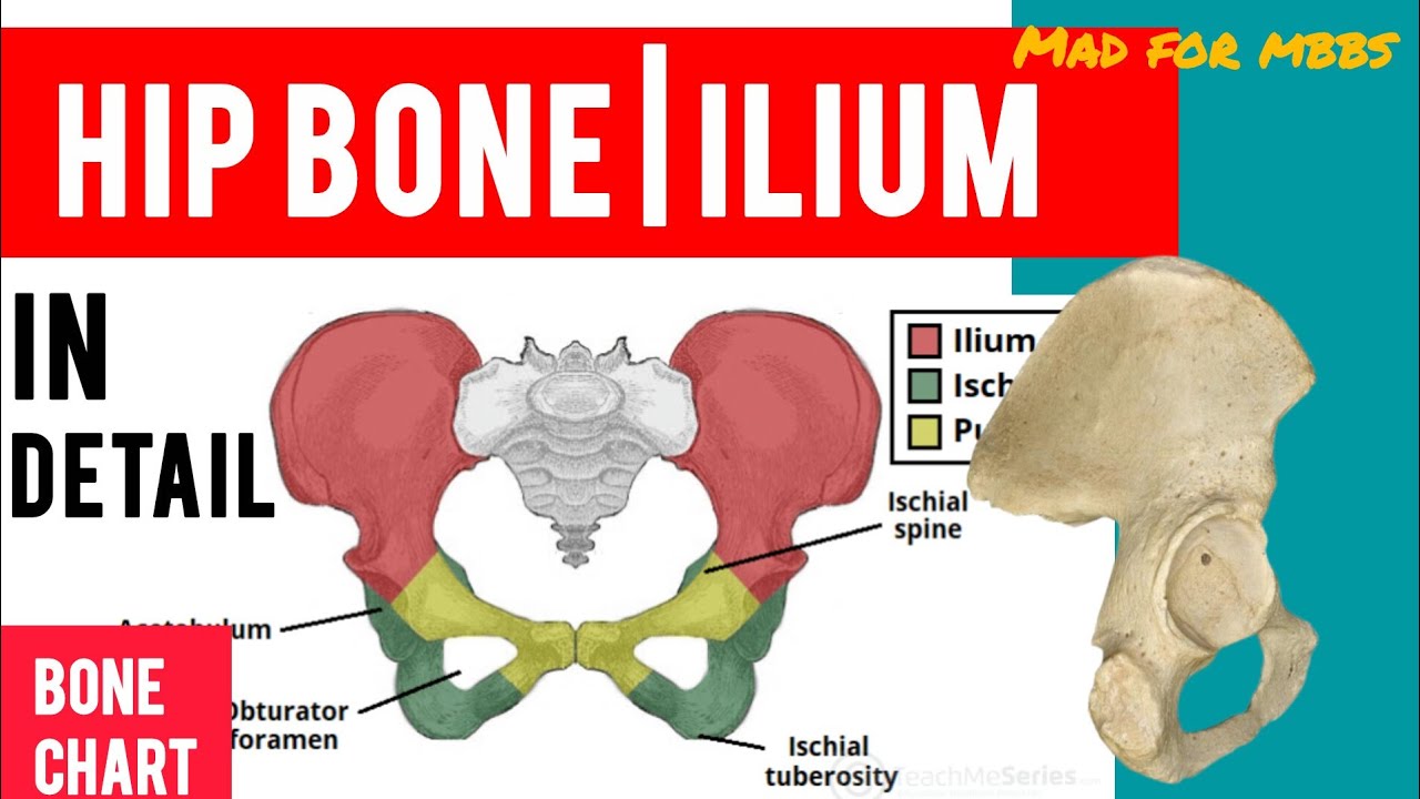 hip bone anatomy 3d | ilium bone anatomy | bones of lower limb anatomy ...
