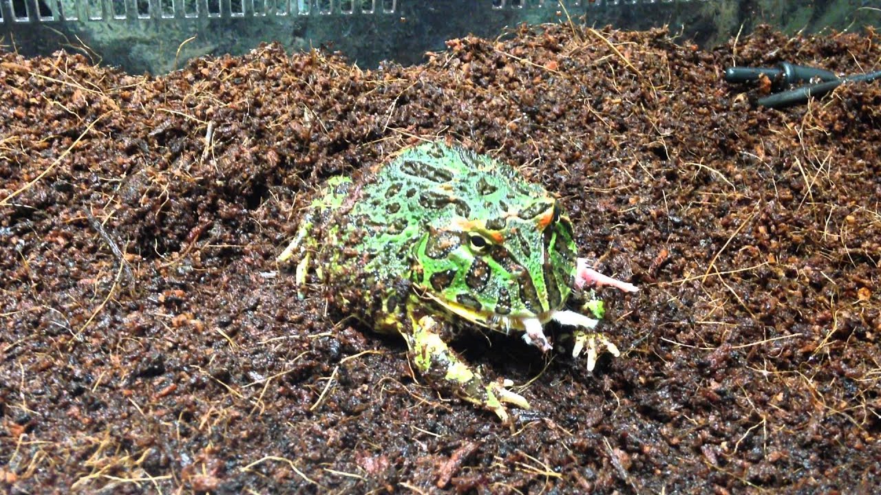Ceratophrys ornata (Male) : first dead baby mouse - YouTube