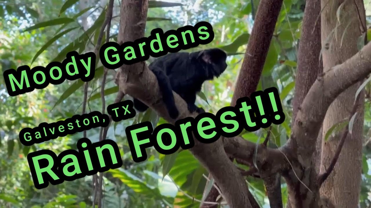 Moody Gardens RAINFOREST - YouTube