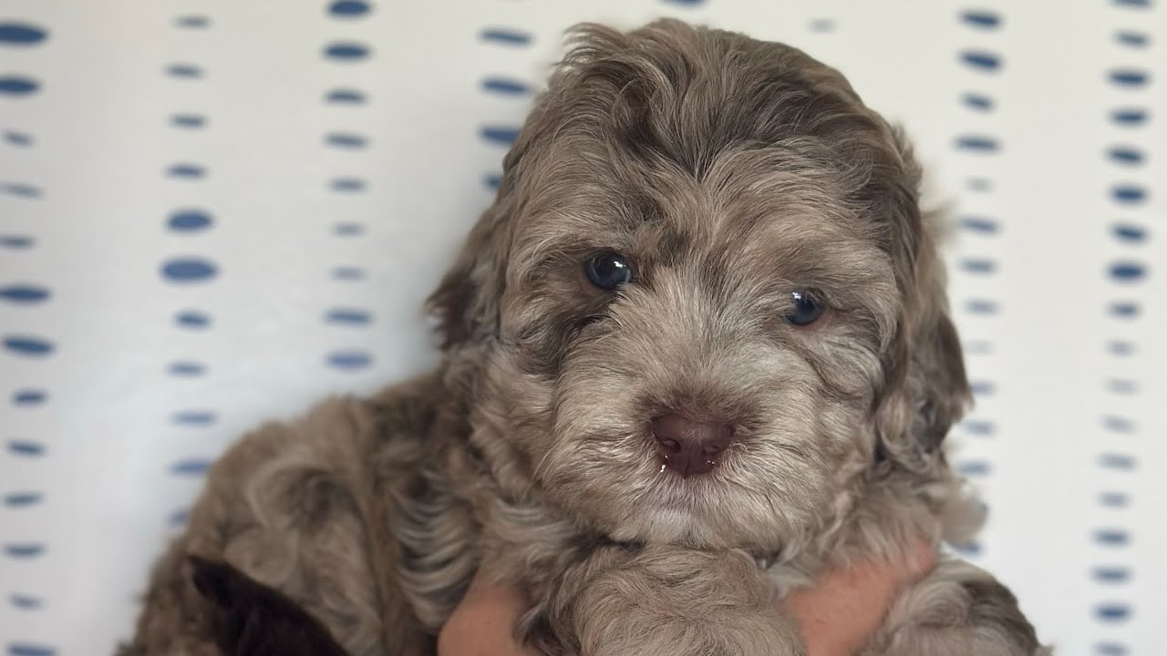 Millie’s Old English Goldendoodles 6 weeks old - YouTube