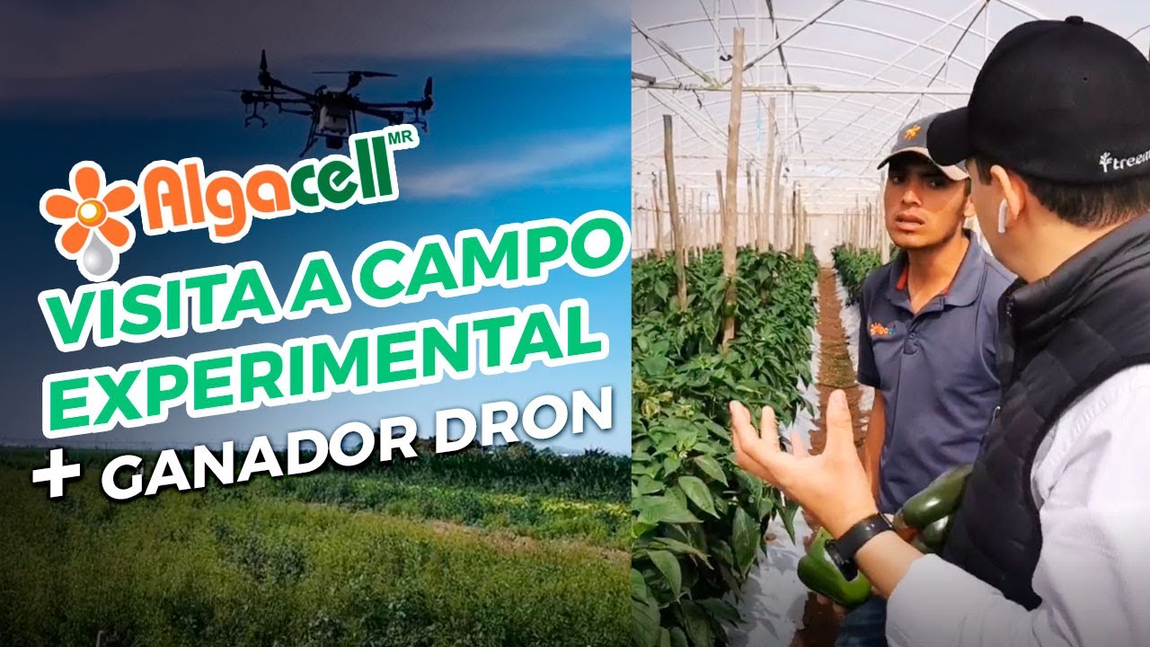 CAMPO EXPERIMENTAL ALGACELL + Ganador Aplicación con Dron - YouTube