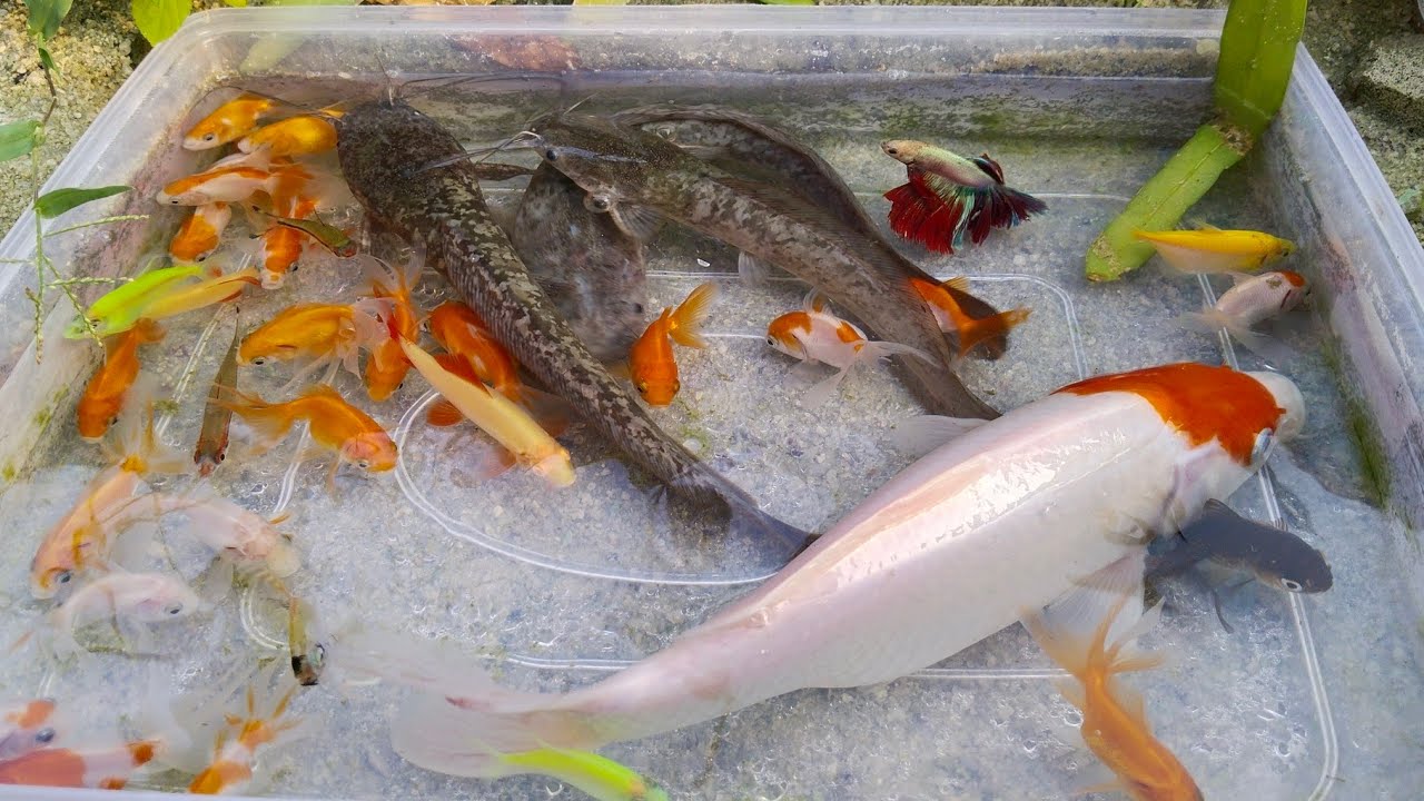 Unboxing Ikan Cupang, Ikan Hias, Ikan Koki, Ikan Lele, Ikan Mas, Ikan ...