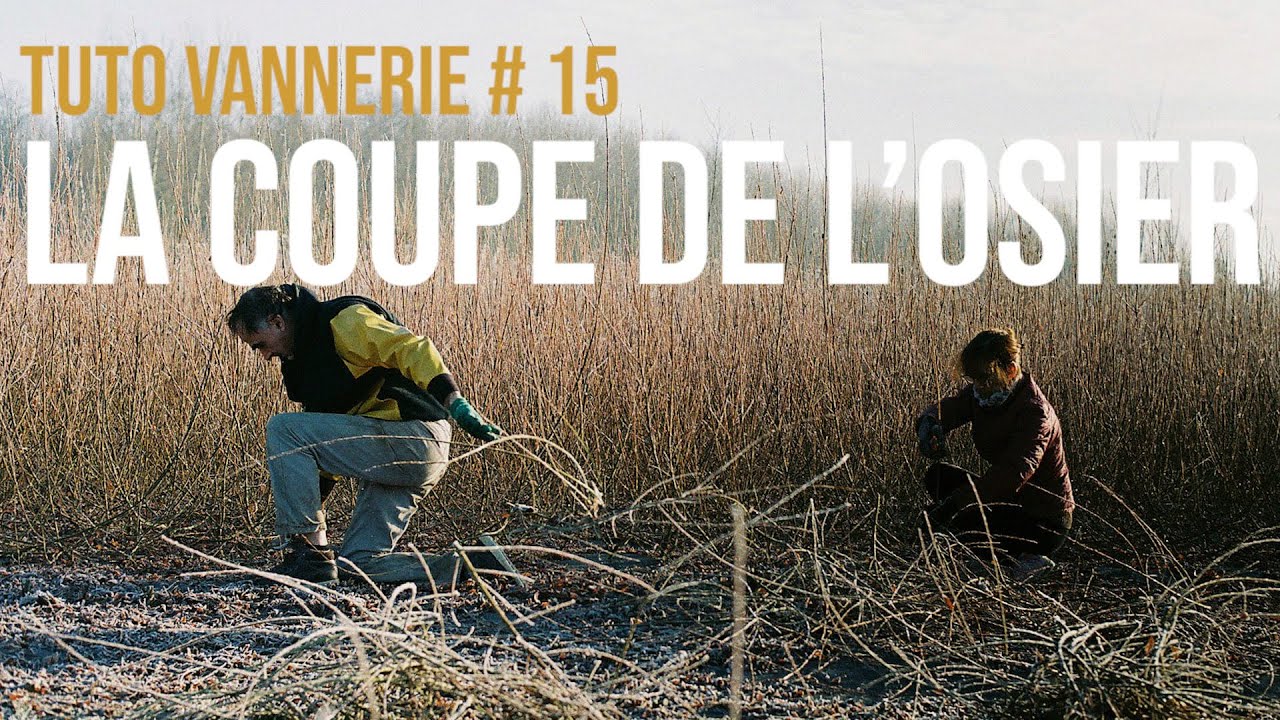 Tuto Vannerie# 15 "La coupe de l'osier" - YouTube