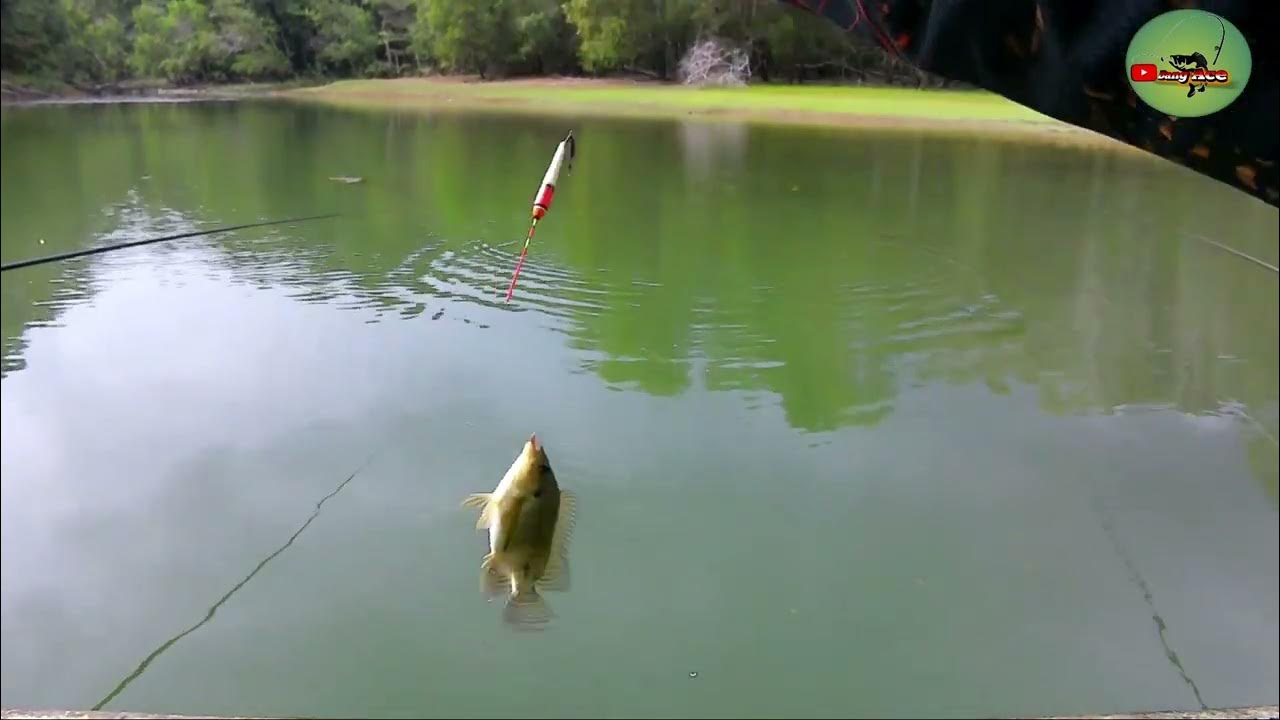 Mancing ikan nila liar // Waduk Riam Kanan - YouTube