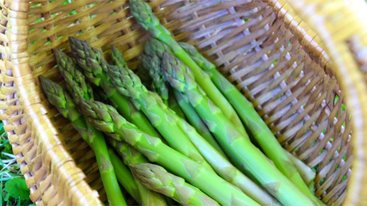 Foraging for Wild Asparagus! (AND something I've never seen before ...