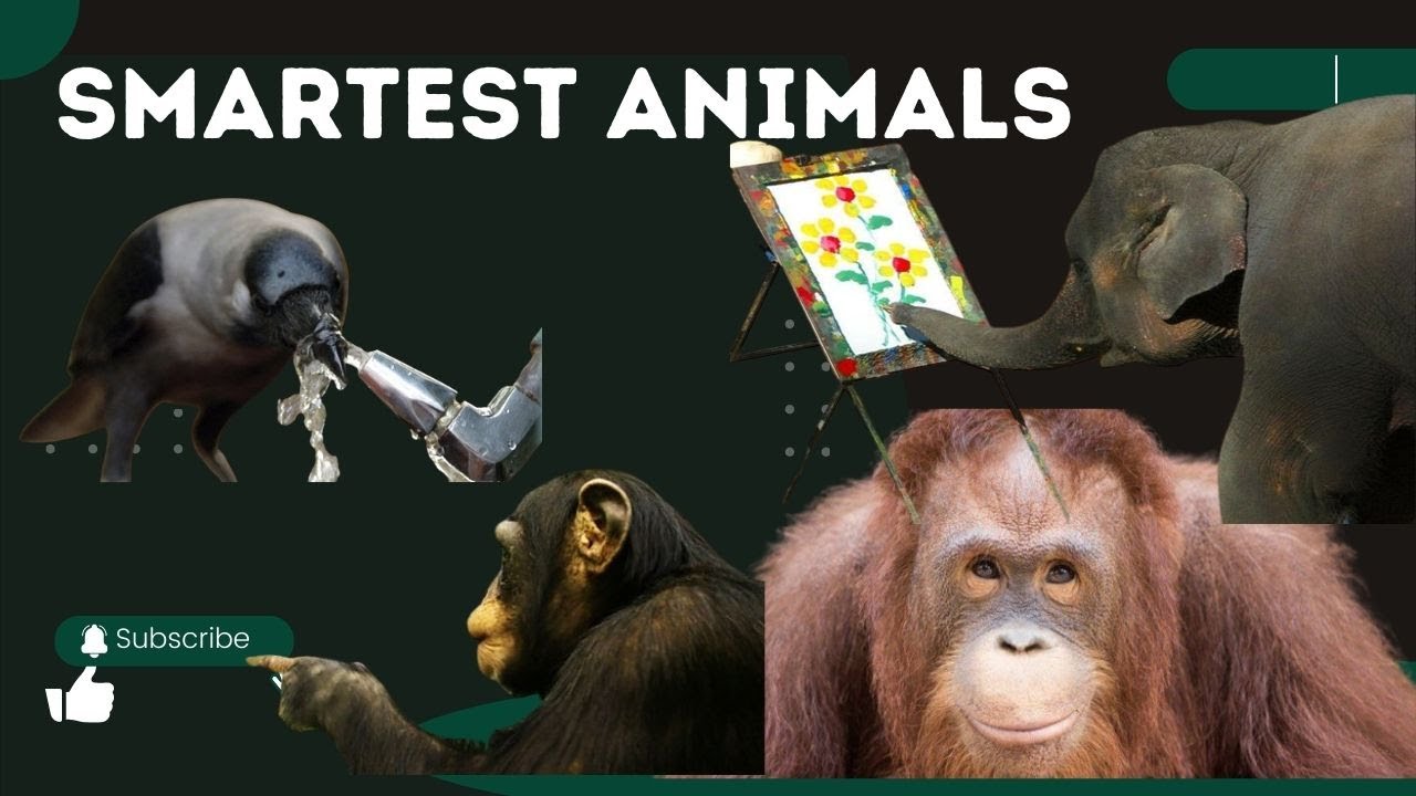 SMARTEST ANIMALS | Top 10 Most Intelligent Animals in the World | Most ...