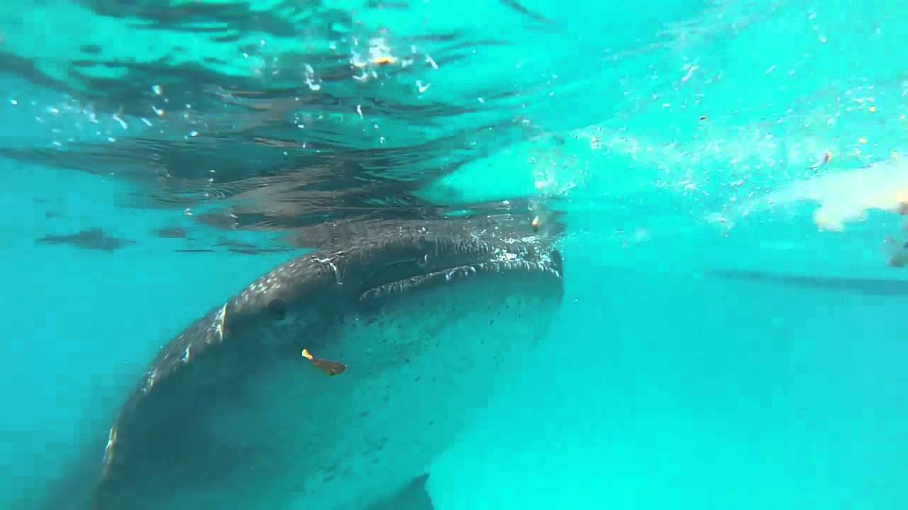 Whalesharks "Butanding" of Oslob, Cebu - YouTube