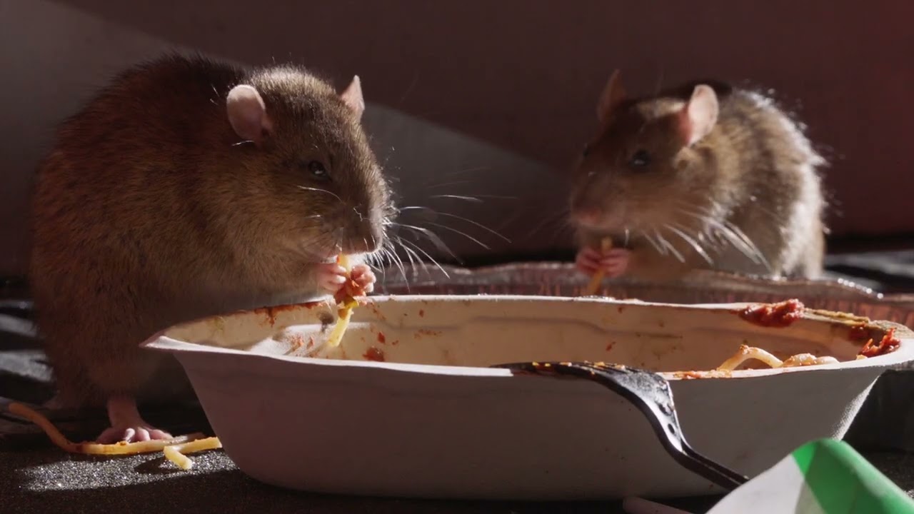 Rats in the City - YouTube