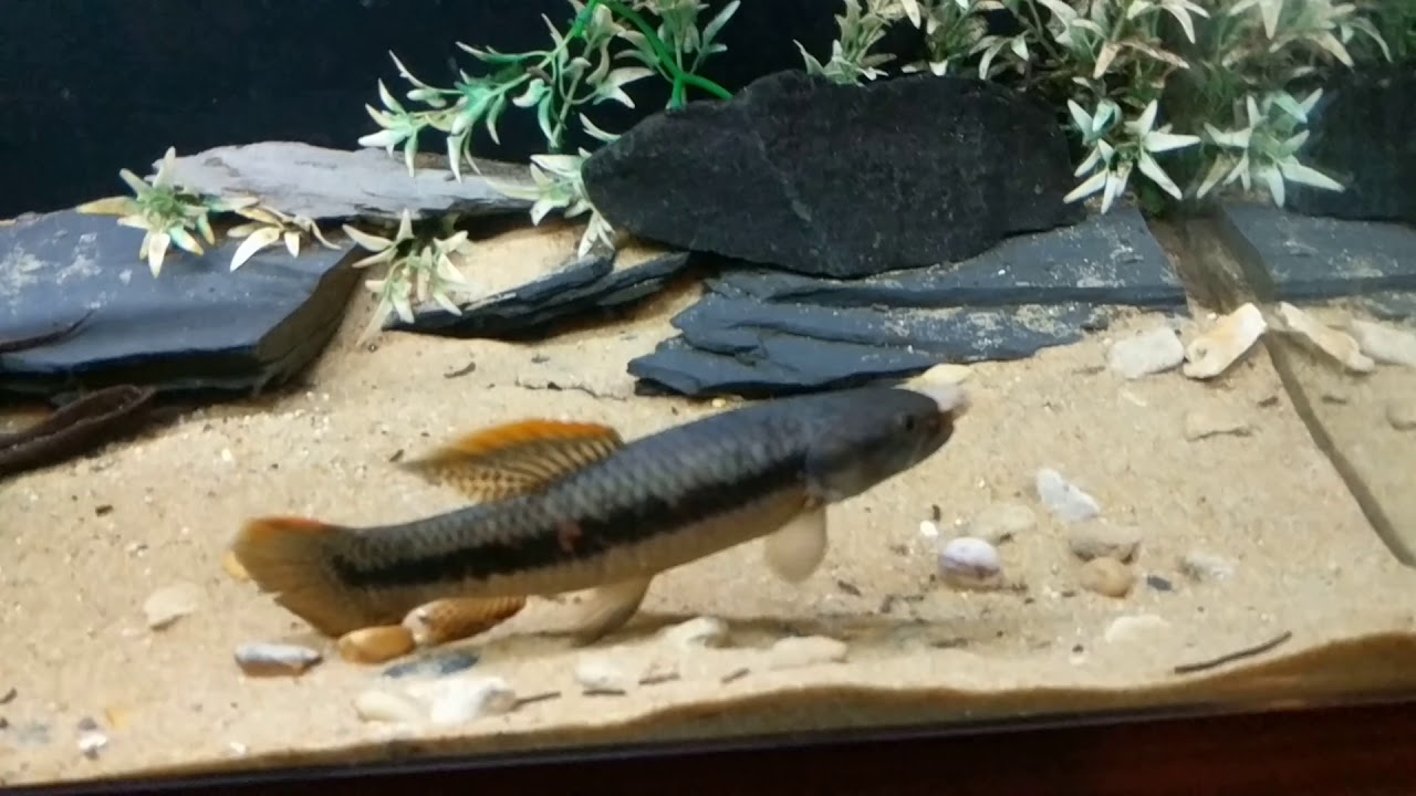 "Great wet pet" red wolf fish. - YouTube