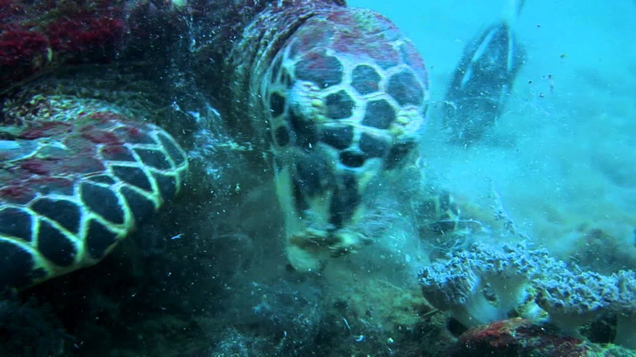 Yongala Hawksbill Turtle Eating Sponge - YouTube