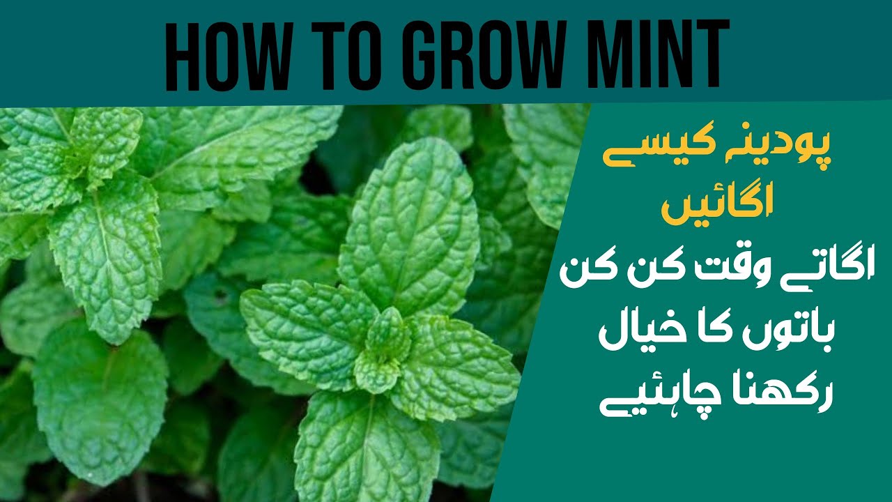 How to grow Mint at Home|Easy way to Grow mint|Mint Grow at home|پودینہ ...