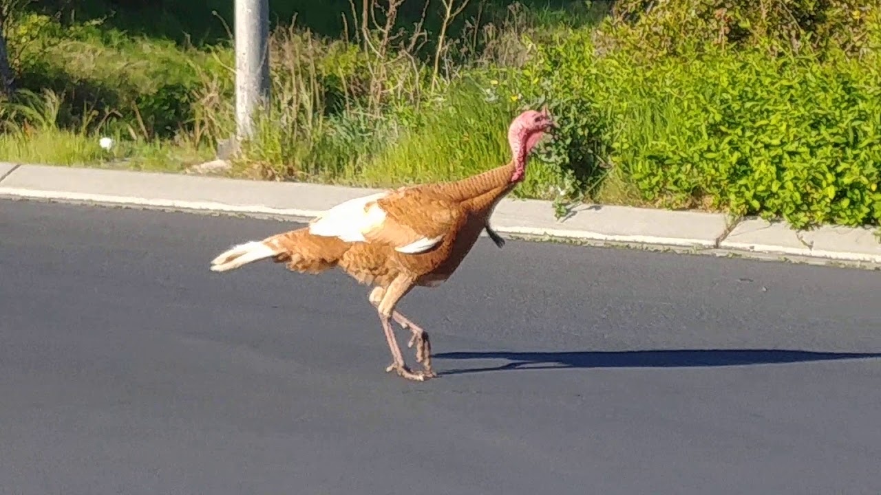 Unusual color wild turkey (offspring of Butterscotch?) - YouTube