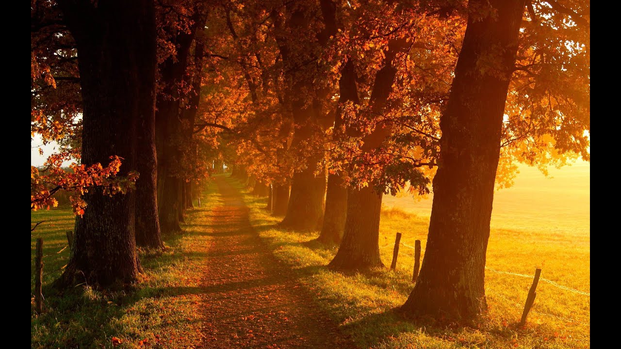 Relaxing Fall Ambiance Study Calm Piano Music #fallambience #relaxing # ...