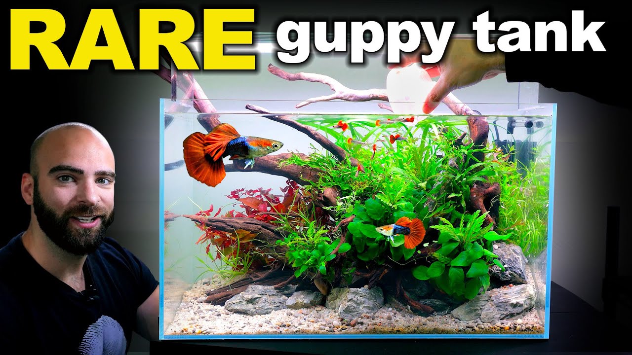 RARE Rosetail Guppy Aquarium: LOW TECH, HIGH IMPACT (Aquascape Tutorial ...