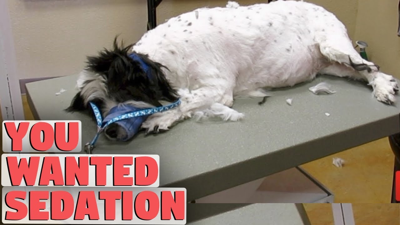 Will My Dog Wake Up After A Sedated Groom YouTube