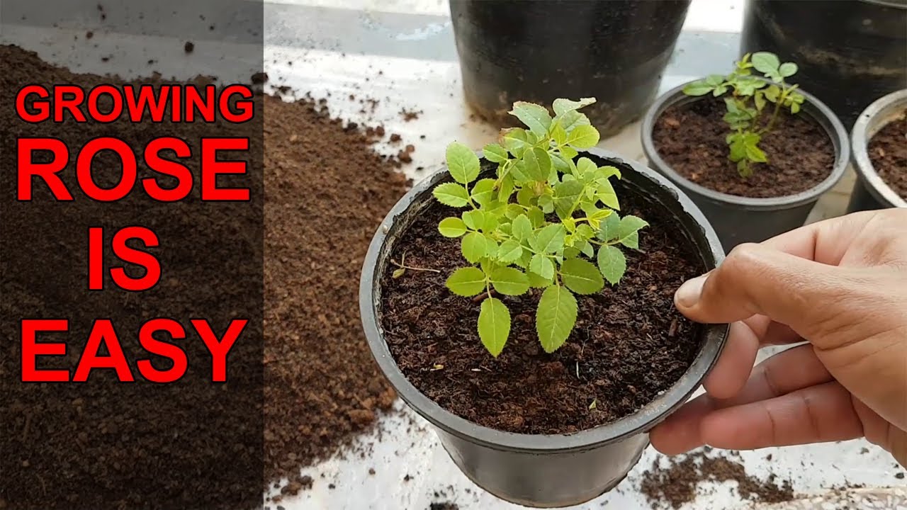 How to Grow Rose Plant (FAST AND EASY) - YouTube