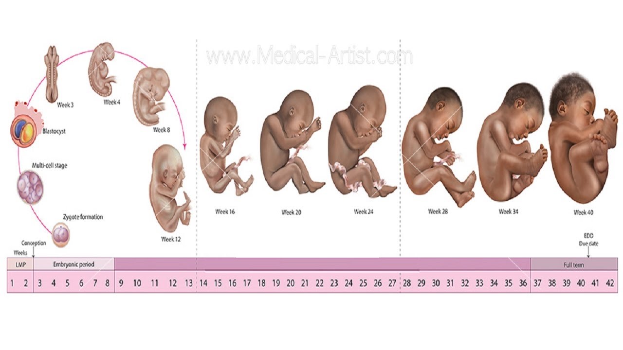 3D Animation of Normal Child Birth Delivery - YouTube