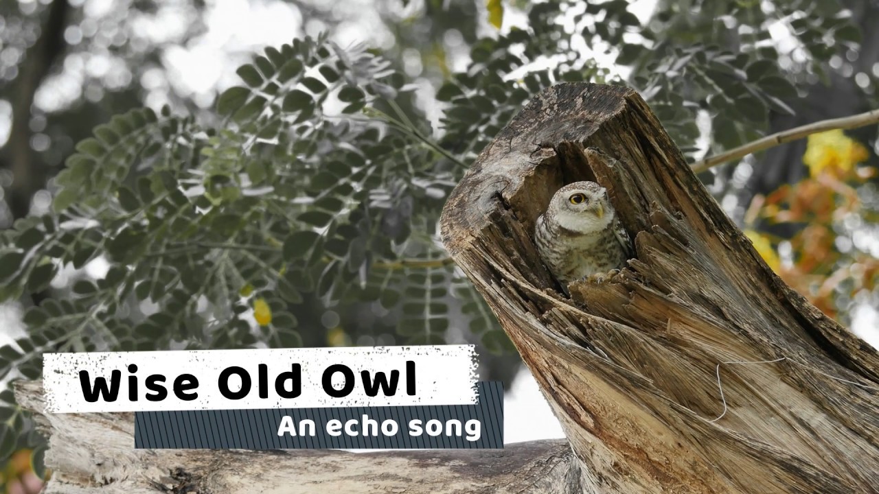 Wise Old Owl - an echo song - YouTube
