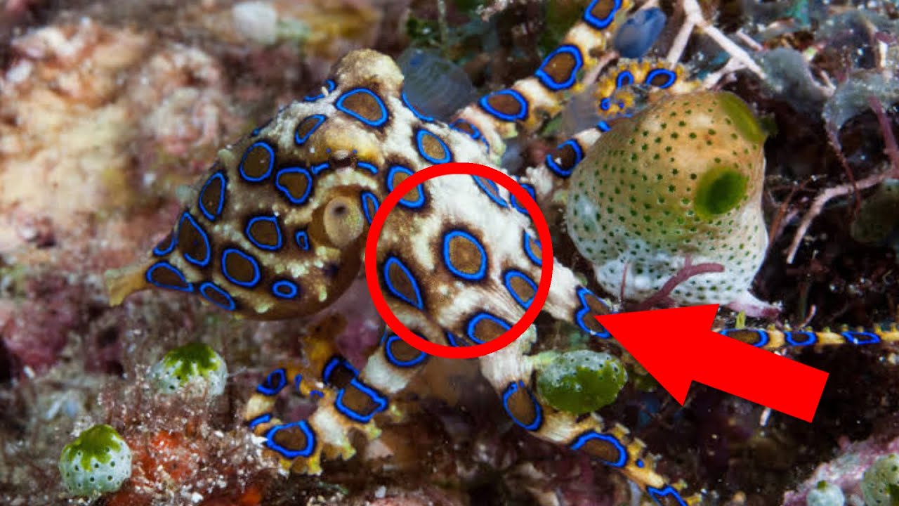 Deadly☠️ Blue Ringed Octopus Flashing Bright Warning Colors - YouTube