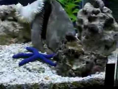 15g Hex Mini Reef Tank - YouTube