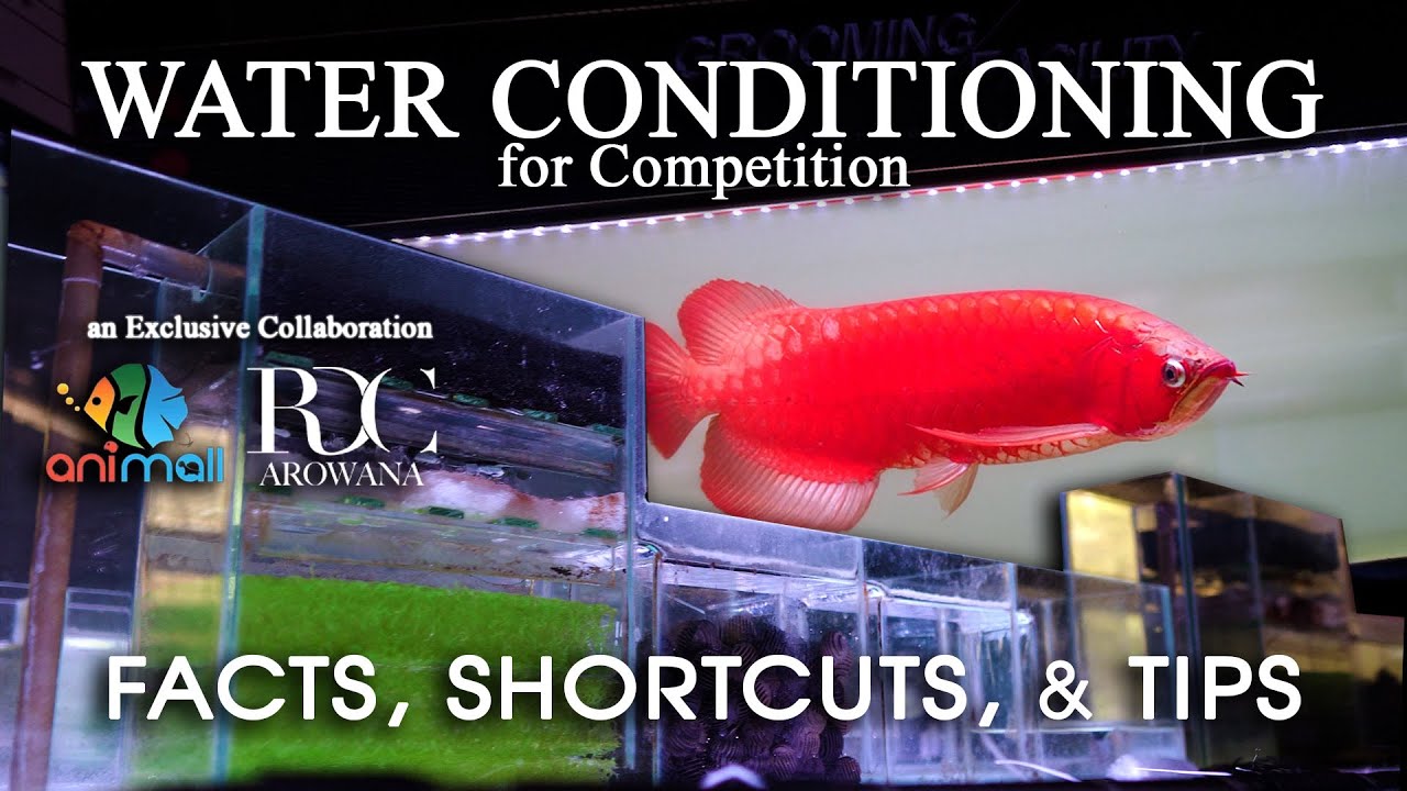 Grooming RDC Super red arowana Part1 - YouTube