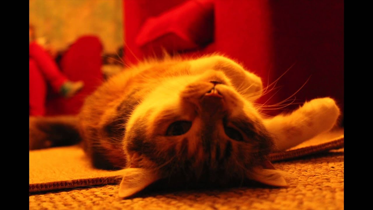 Flash the cat - YouTube