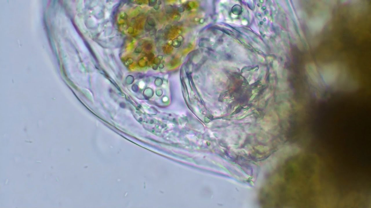 Lecane leontina - YouTube