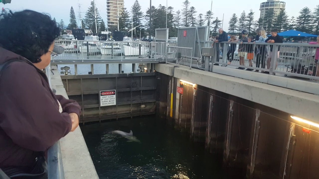 Dolphins trapped in a lock - YouTube