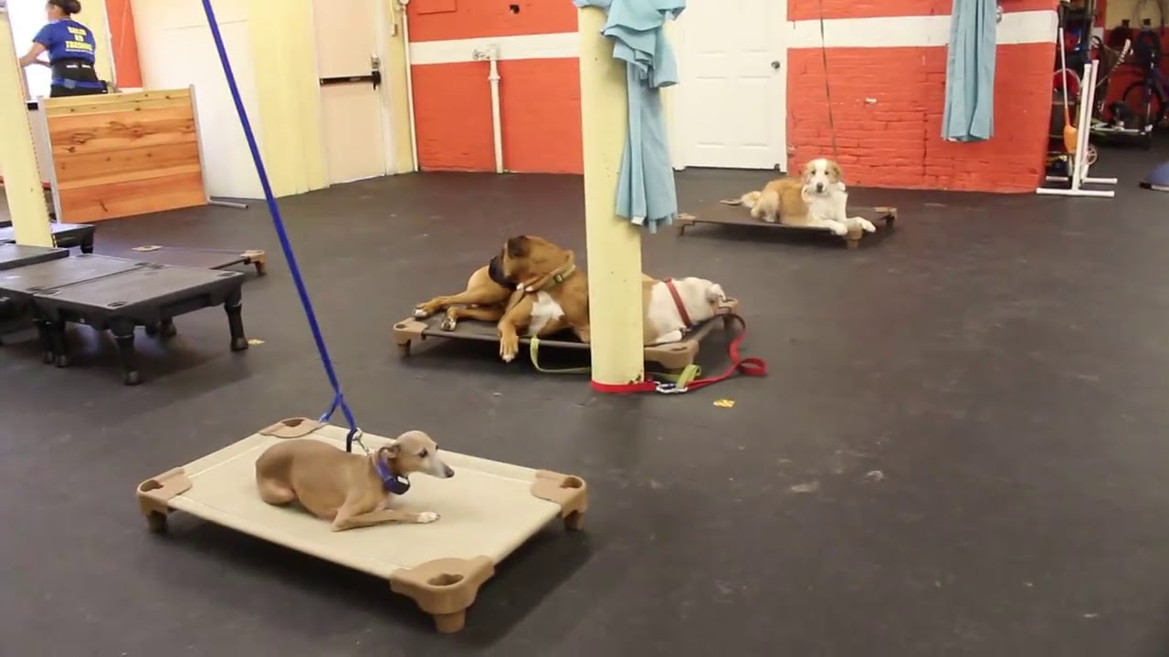 Typical Day at the Dog Training Center | Cleaning and Training - YouTube
