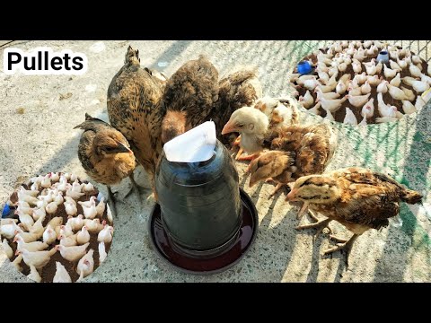 Rearing Pullets | How to raise Pullets | Pullets Raising | Dr. ARSHAD ...