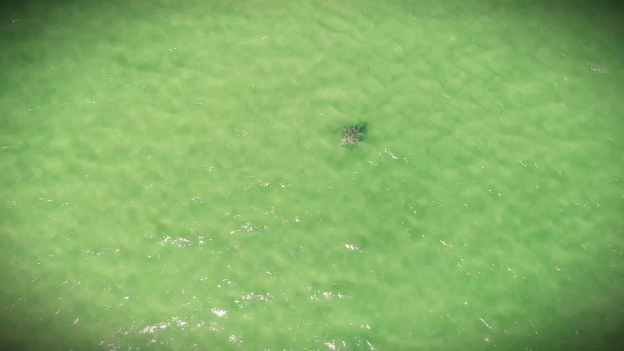 Stingray and sharks off Bean Point - YouTube