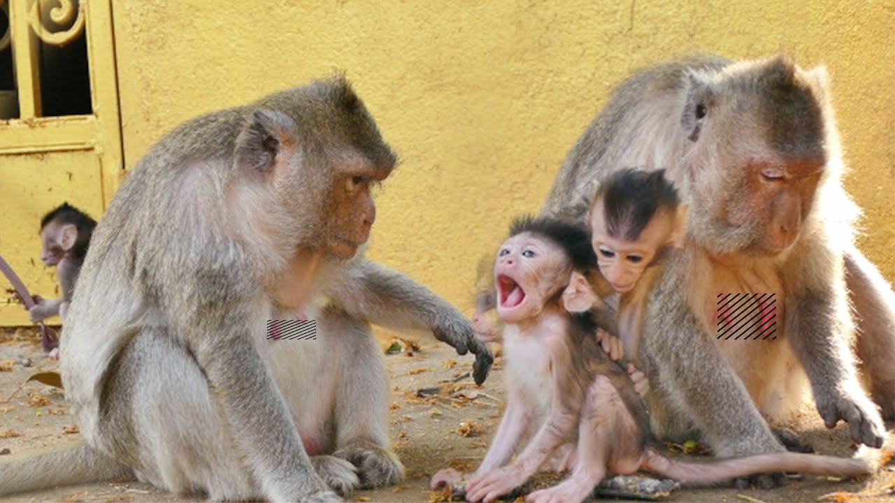 Emila Monkey High Rank Mother NEVER Gives Up Her Behavior Or Manner ...