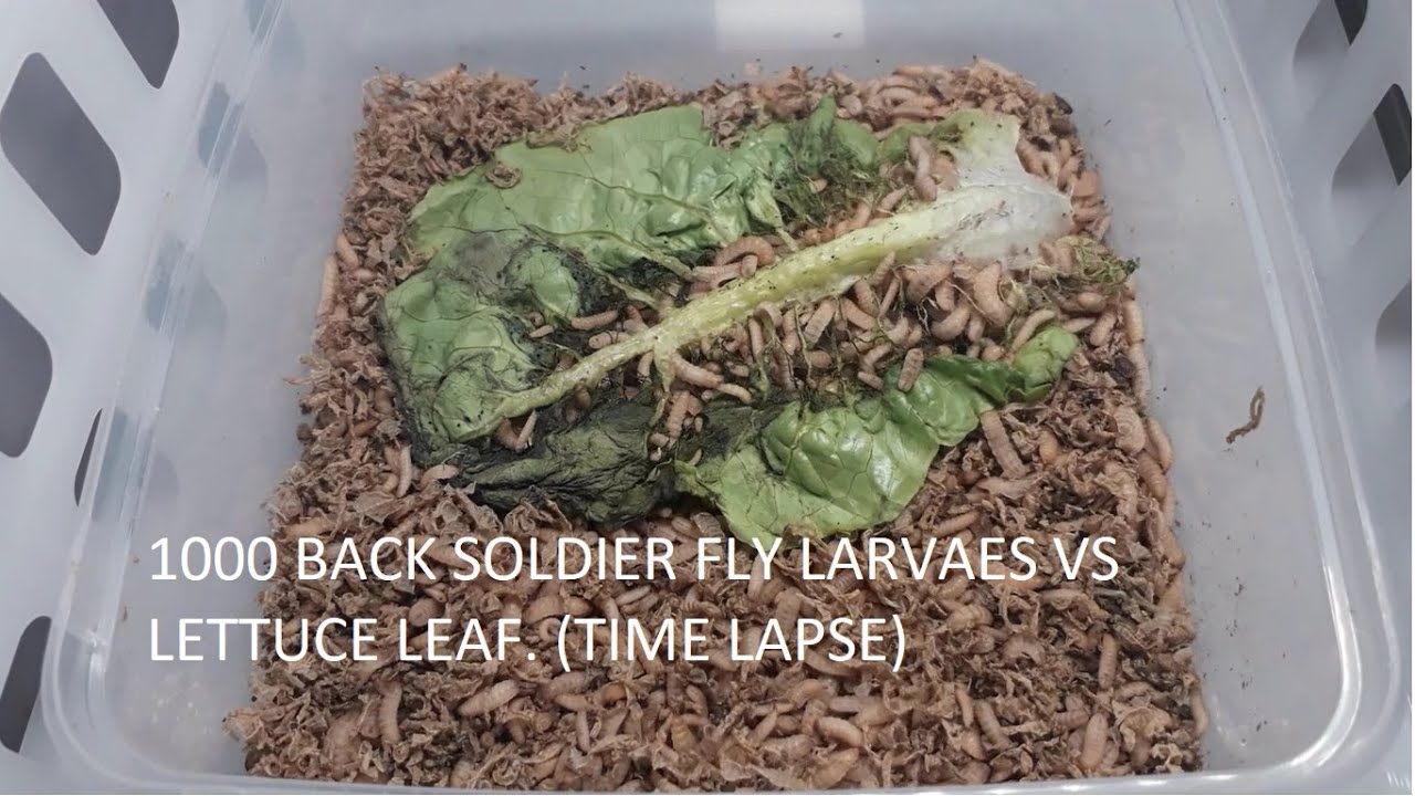 1000 Black Soldier Fly Larvaes VS Lettuce Leaf (TIME LAPSE) BSF farm ...