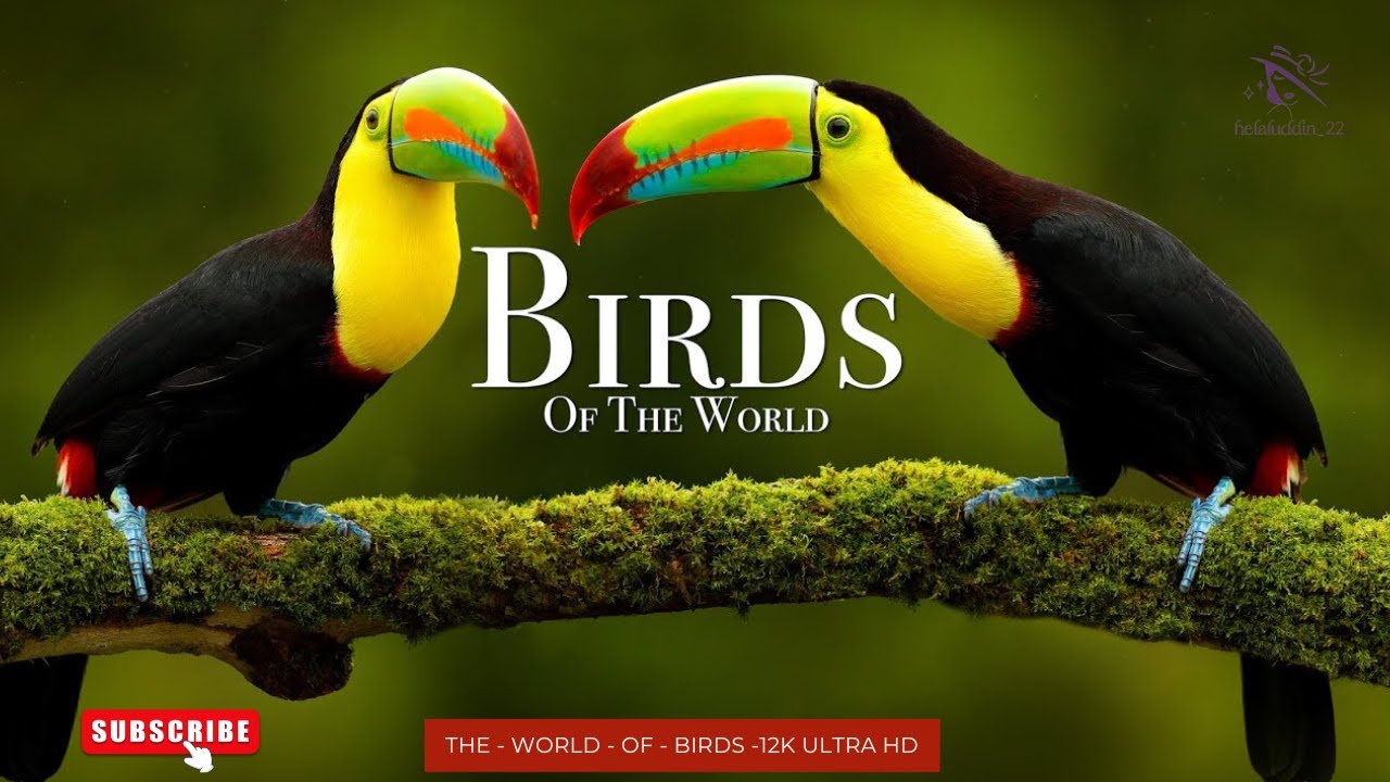 THE - WORLD - OF - BIRDS -12K ULTRA HD; #birds #biggboss - YouTube