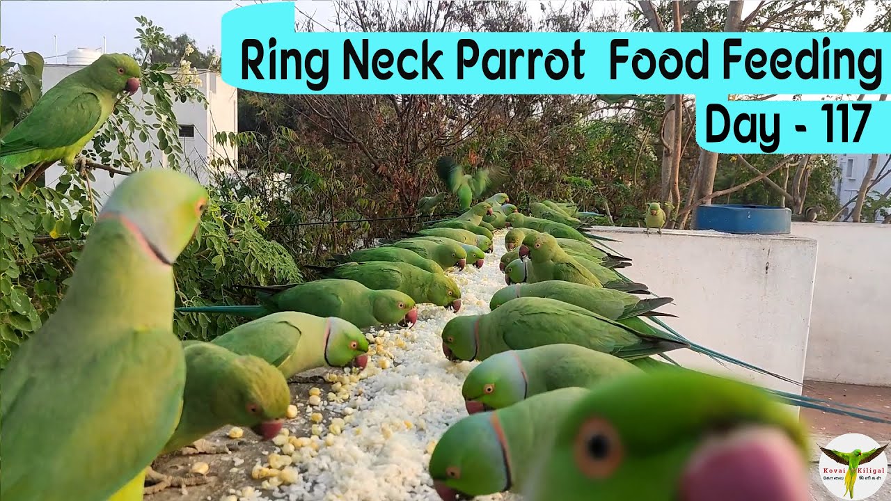 Indian Ring Neck Parrot Food Feeding Day 117 / #pararot #coimbatore / # ...