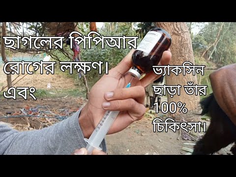 Symptoms And Treatment Of PPR Disease In Goats - YouTube