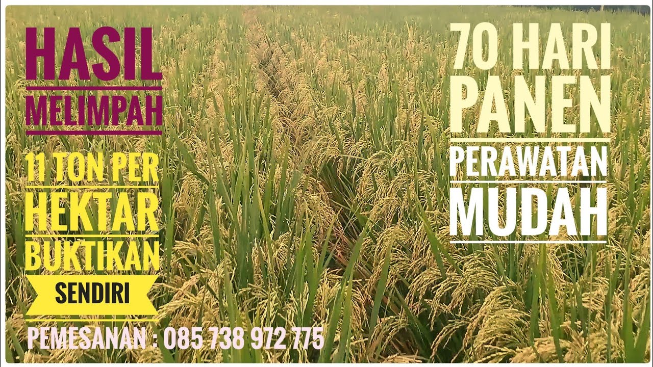padi ultra genjah 70 hari panen hasil 10,5 ton per hektar buktikan ...