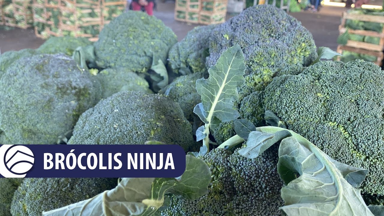 Brócolis ninja são o destaque da semana (03 a 07/07) na CEAGESP - YouTube