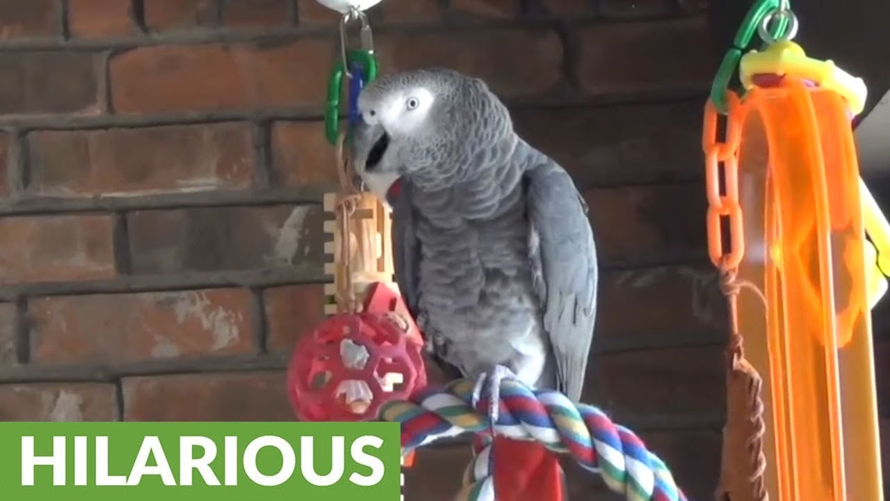 Parrot perfectly imitates barking dog next door - YouTube