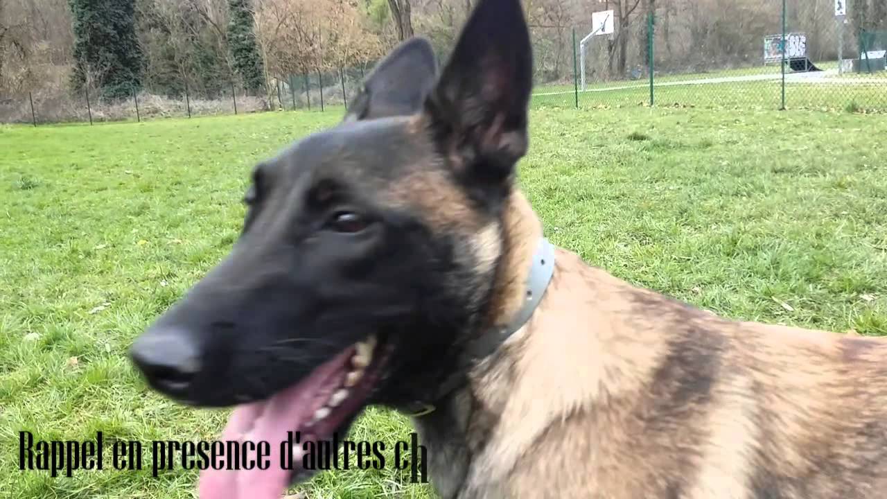 [DYDOG] EDUCATION DU CHIOT / EVOLUTION MALINOIS 6 - YouTube