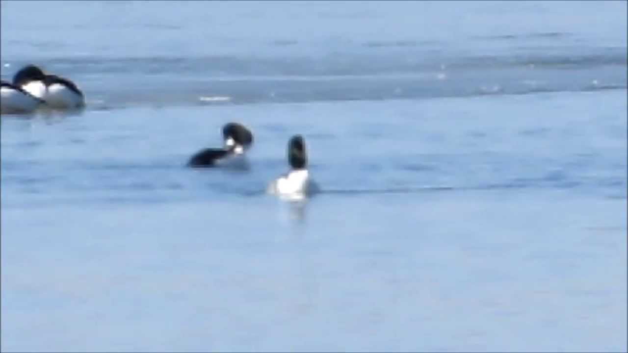 Common Goldeneye X Hooded Merganser hybrid - YouTube