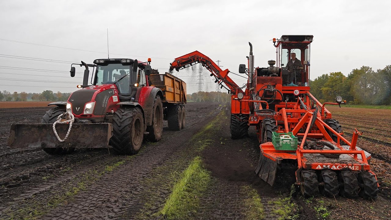 The Bulb Story | Part 2 | Lilies | crop care, topping, harvest ...